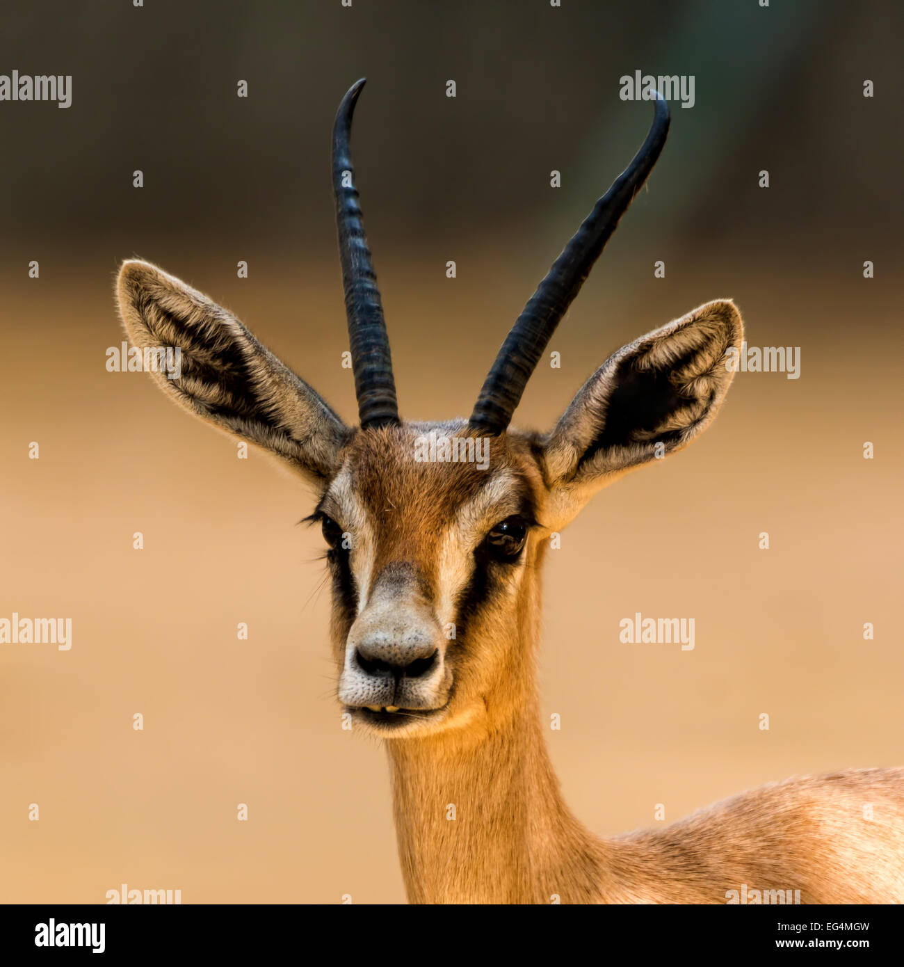 Antelope portrait in the zoo Stock Photo - Alamy