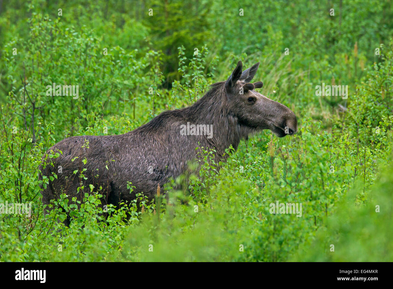 Bull moose foraging on hi-res stock photography and images - Alamy