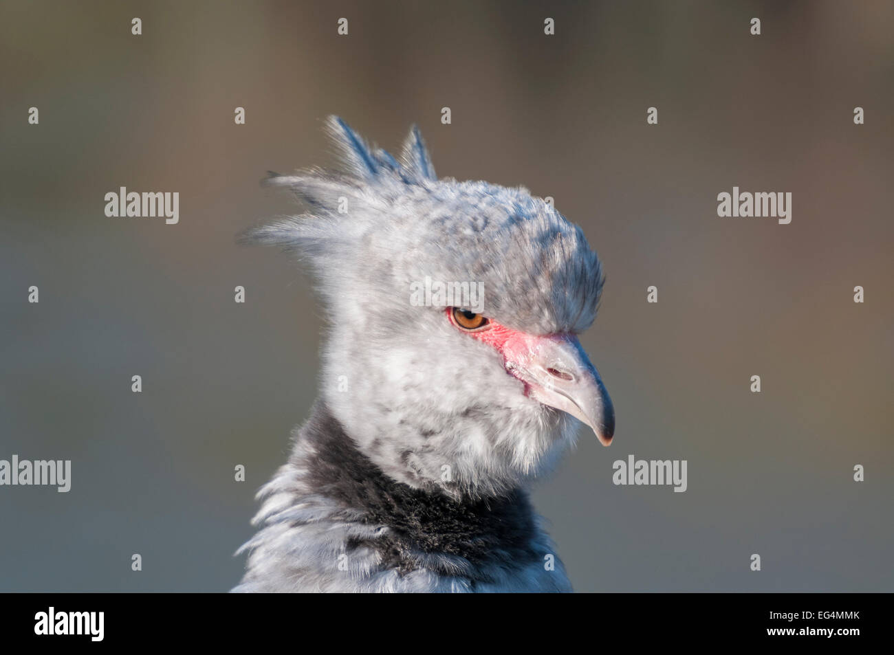 Screamer bird hi-res stock photography and images - Alamy