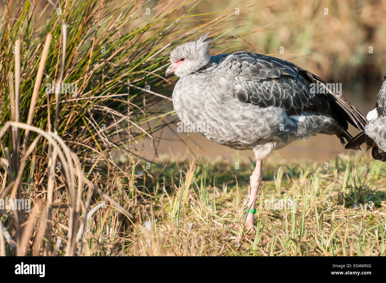 Screamer bird hi-res stock photography and images - Alamy