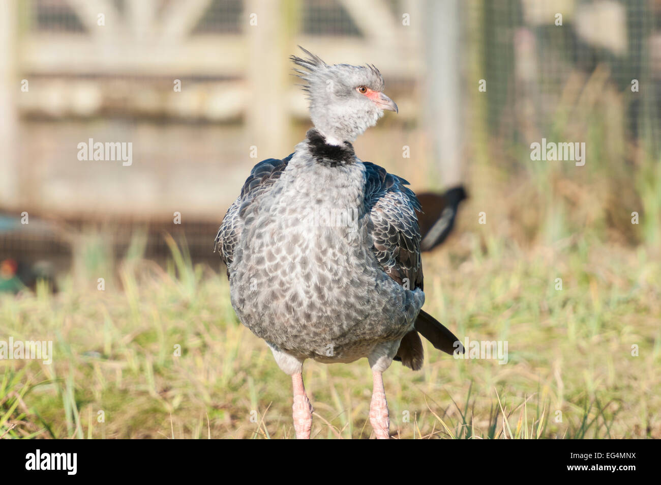 Screamer bird hi-res stock photography and images - Alamy