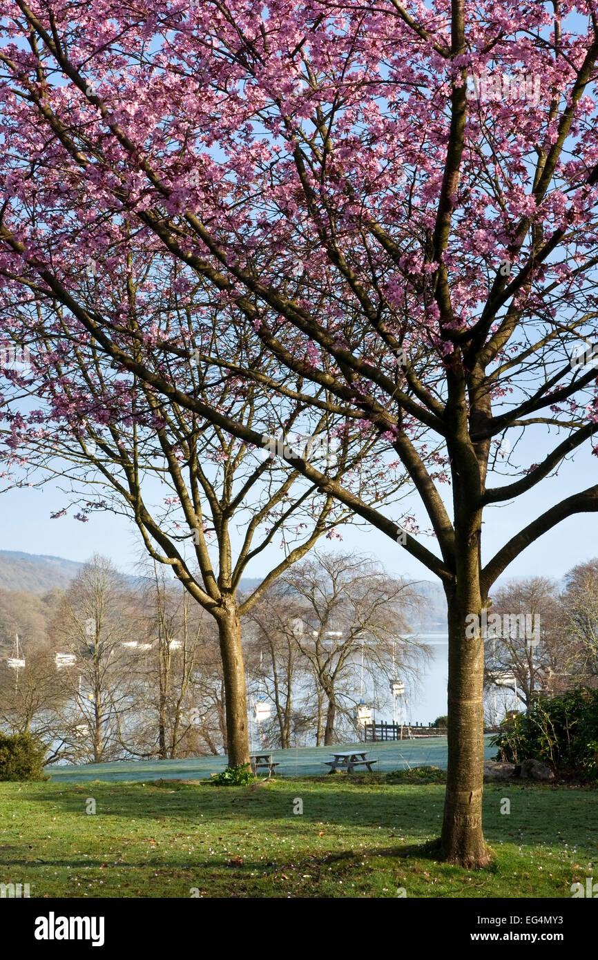 Fell Foot Park blossom, Windermere, Lake District, England UK Stock ...