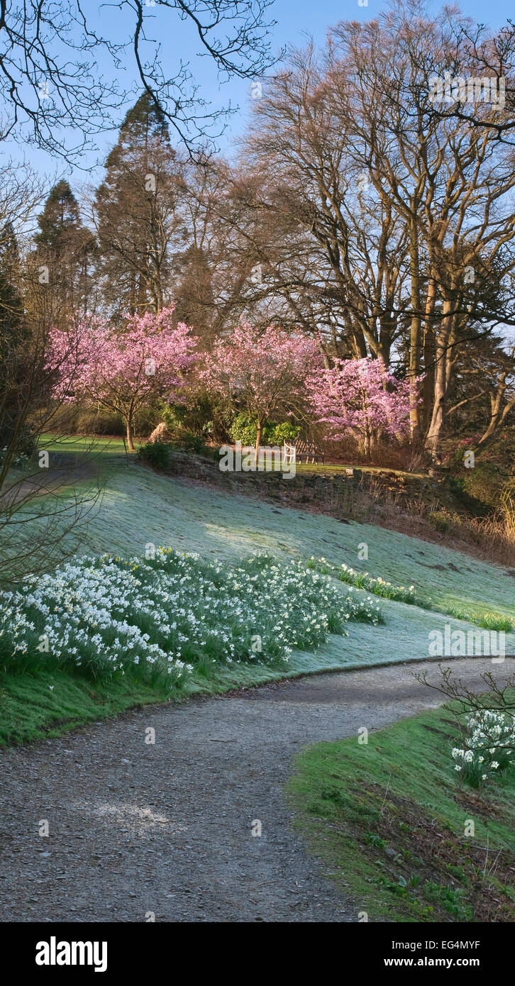 Fell Foot Park blossom, Windermere, Lake District, England UK Stock ...