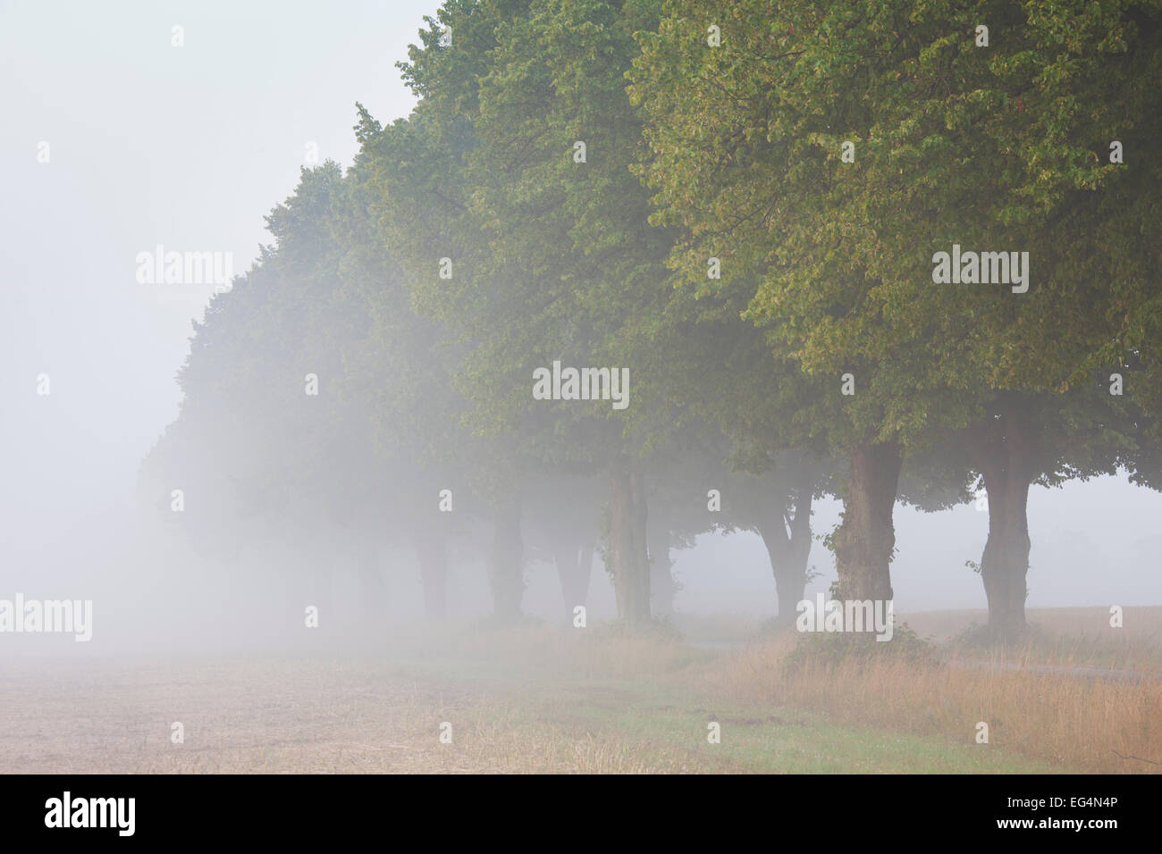 Silver lime trees / Silver Linden (Tilia tomentosa) bordering desolate ...
