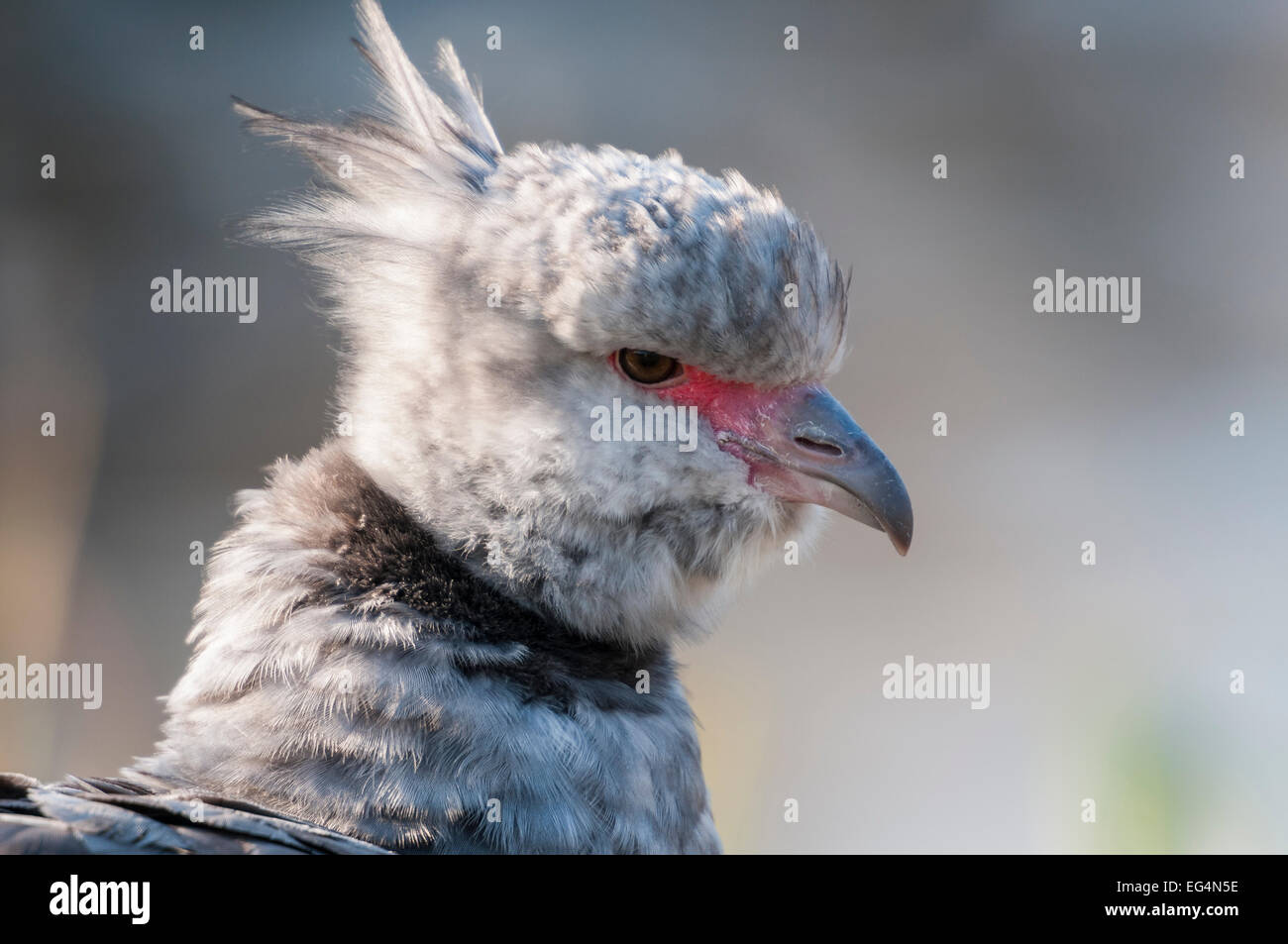 Screamer bird hi-res stock photography and images - Alamy