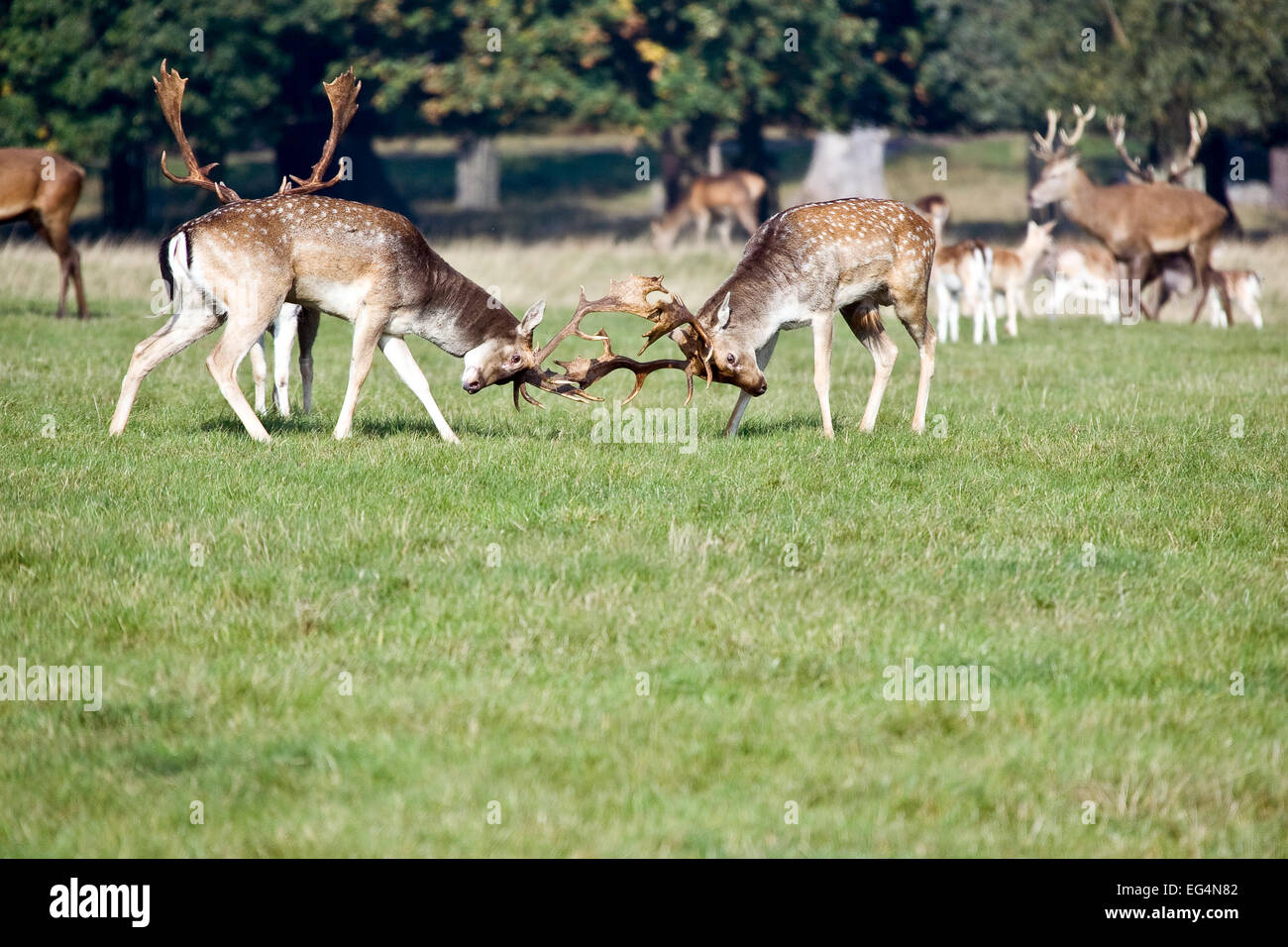 Richmond Park, London, UK. Deer graze peacefully in one of London’s ...