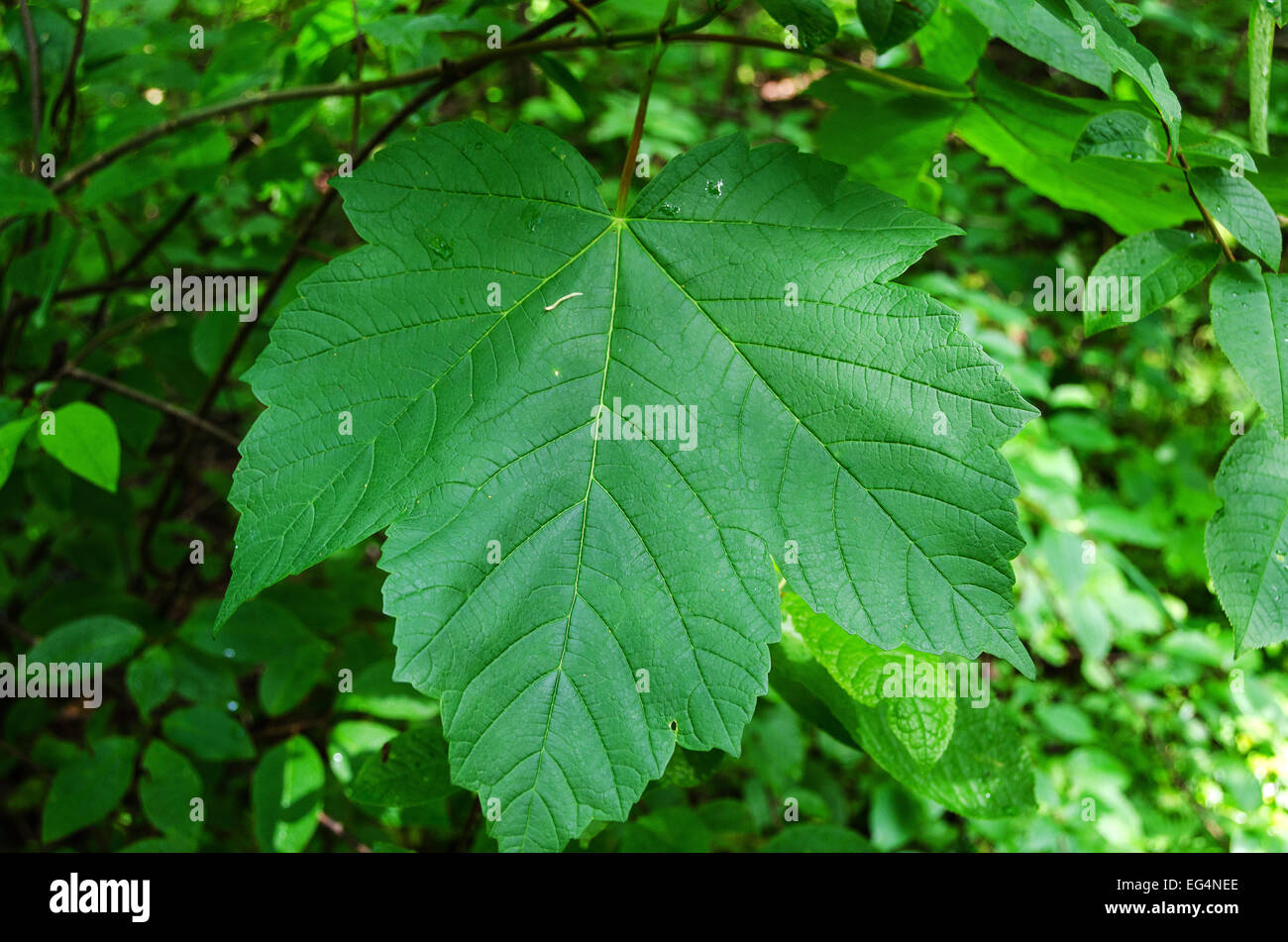 one big and beutiful green leafe in the wood Stock Photo - Alamy