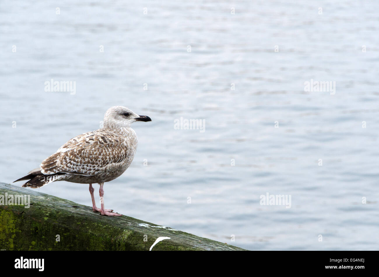 a big grey gull waiting for food behind the water Stock Photo - Alamy
