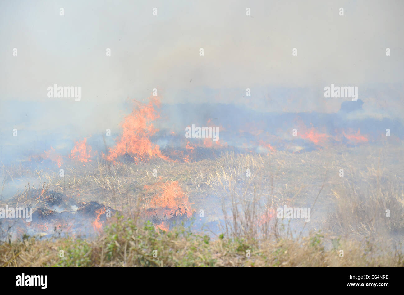 Smoke and flames occur from agriculturist Stubble burning rice straw ...