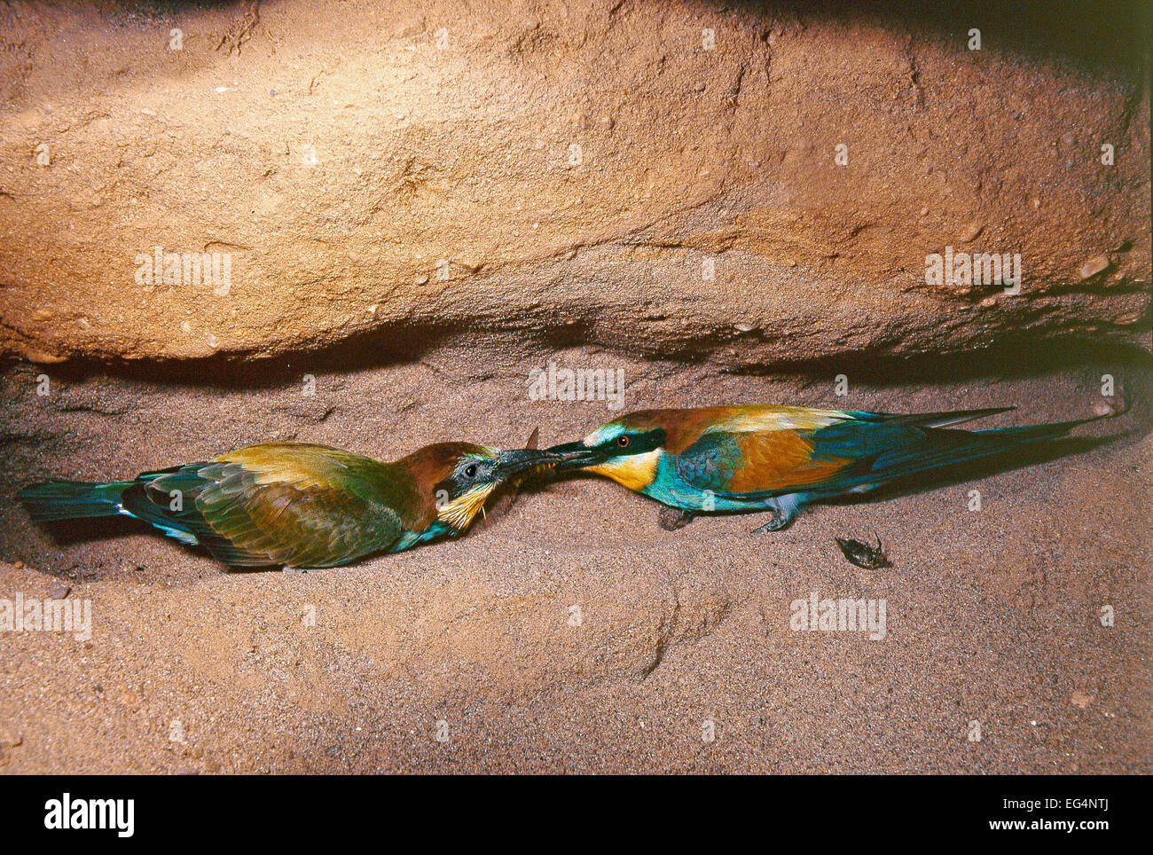 Nest tunnel hi-res stock photography and images - Alamy