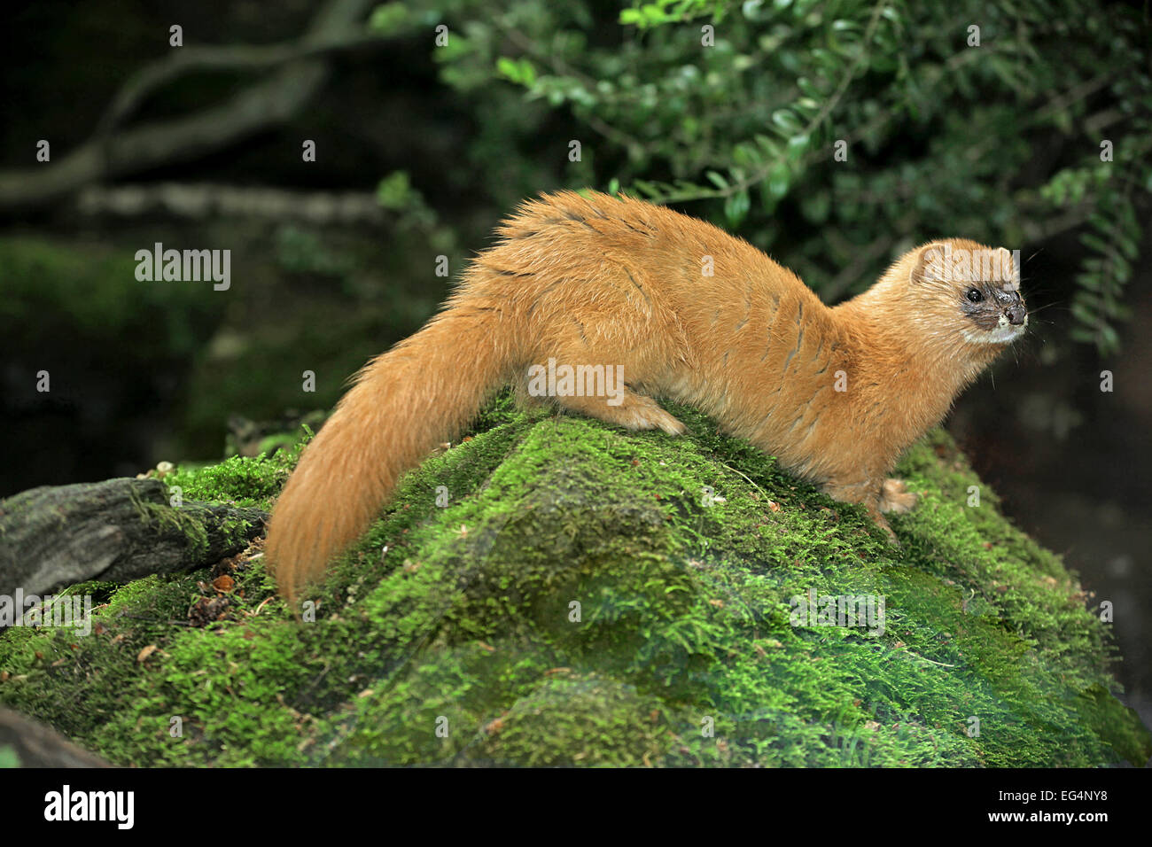 Siberian Weasel (Mustela sibirica) on Mosses rock Stock Photo - Alamy