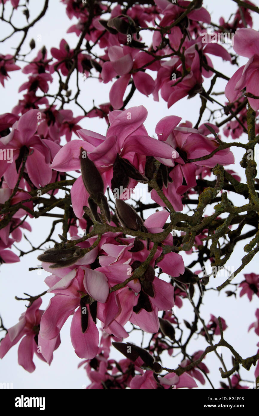 Pink Magnolia Tree Stock Photo - Alamy
