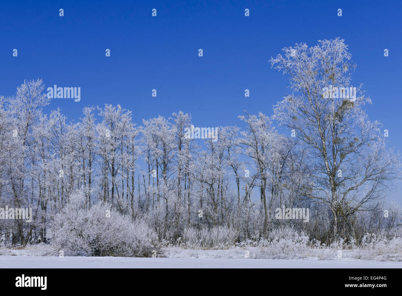 Raureif auf Bäumen an einem kalten Wintertag Oberbayern Bayern ...