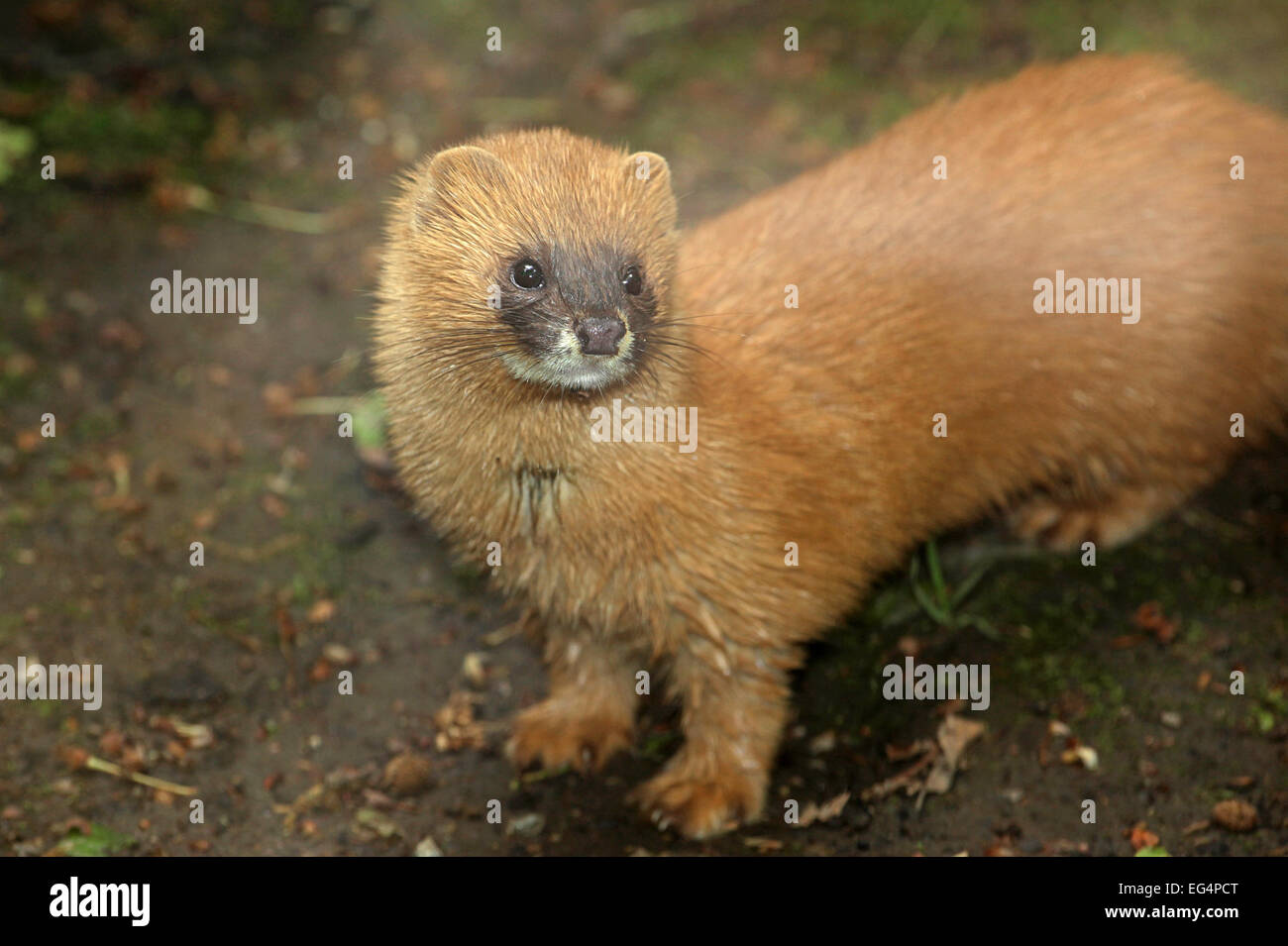 Siberian Weasel (Mustela sibirica) close up Stock Photo - Alamy