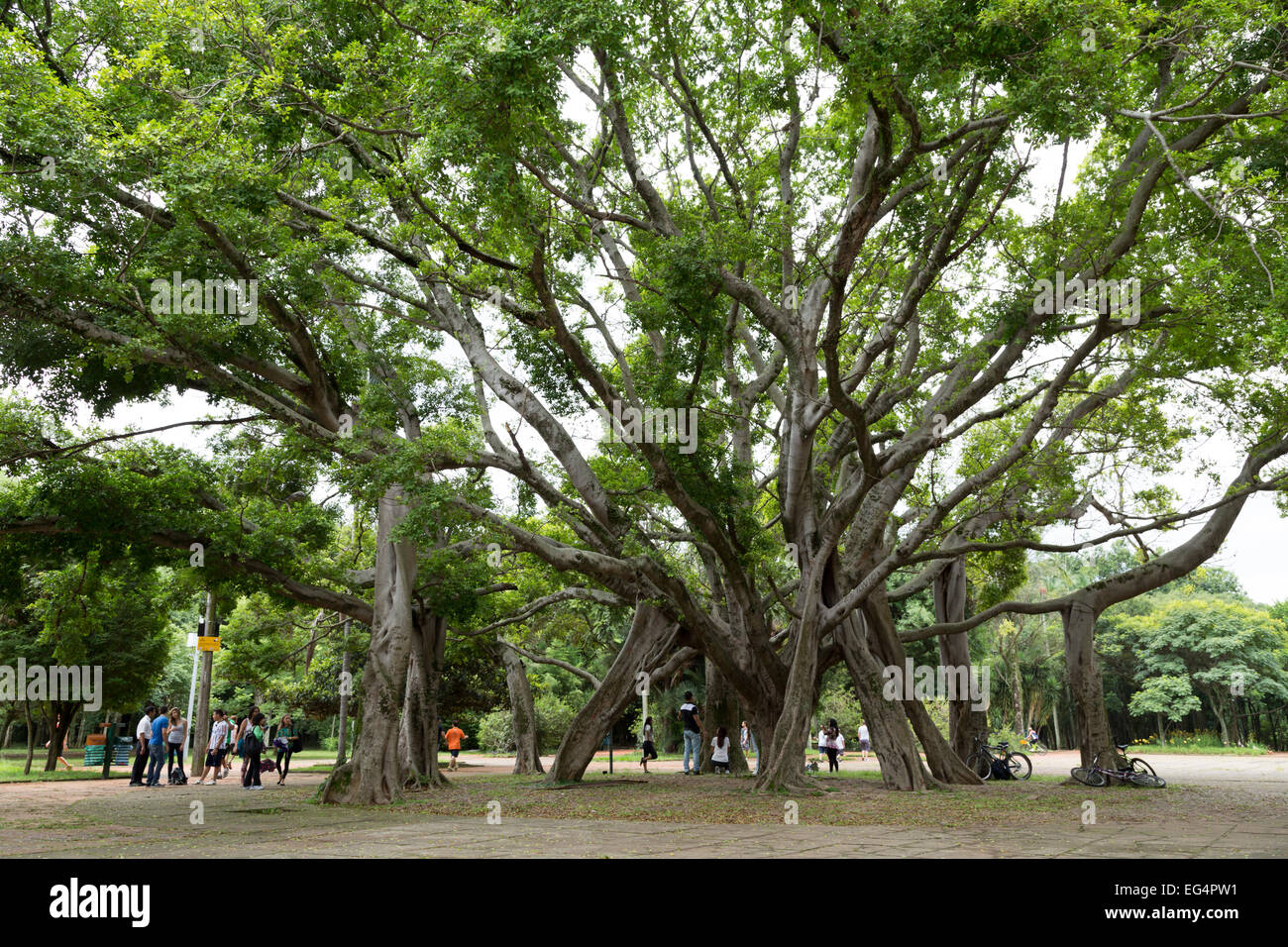 Ibirapuera park huge tree hi-res stock photography and images - Alamy