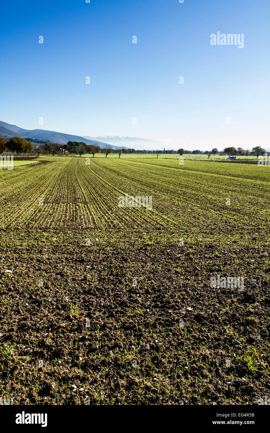 Plantation field outside walls hi-res stock photography and images - Alamy