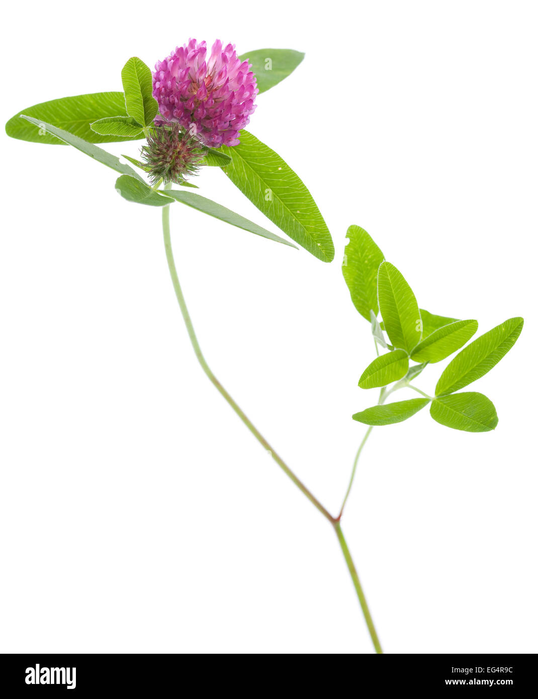 Purple clover flower Cut Out Stock Images & Pictures - Alamy