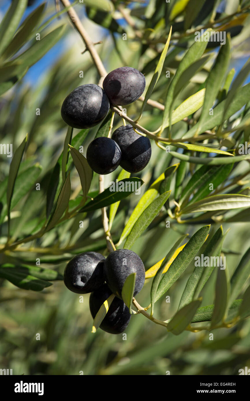 Oli Field High Resolution Stock Photography and Images - Alamy