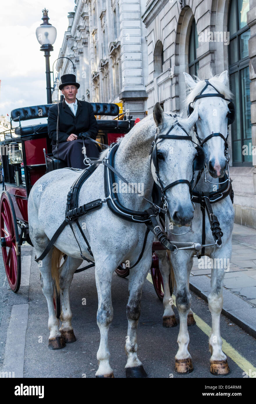 Two white horses and carriage with formal driver standing in Upper ...