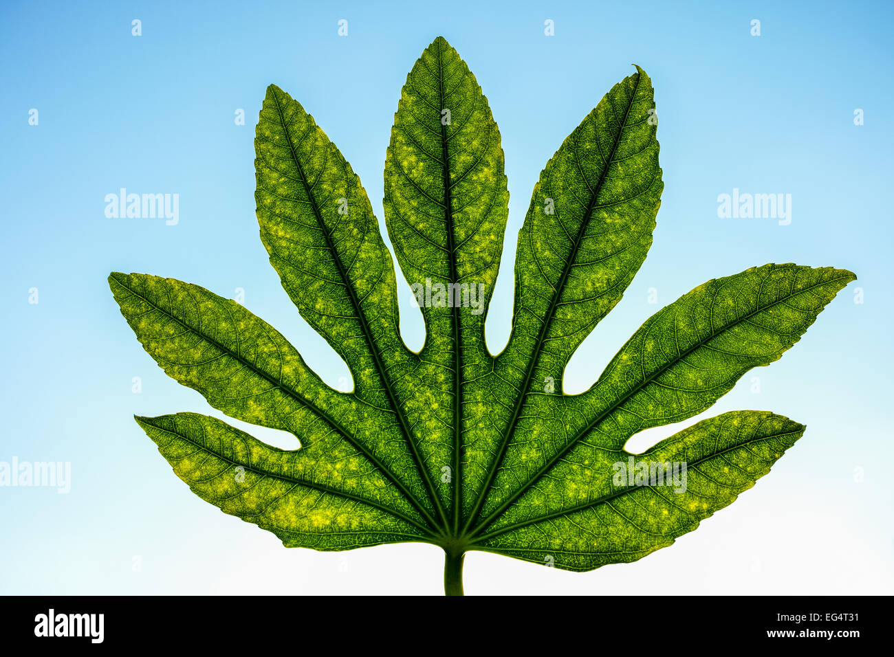 Seven pointed green leaf against the sky Stock Photo - Alamy