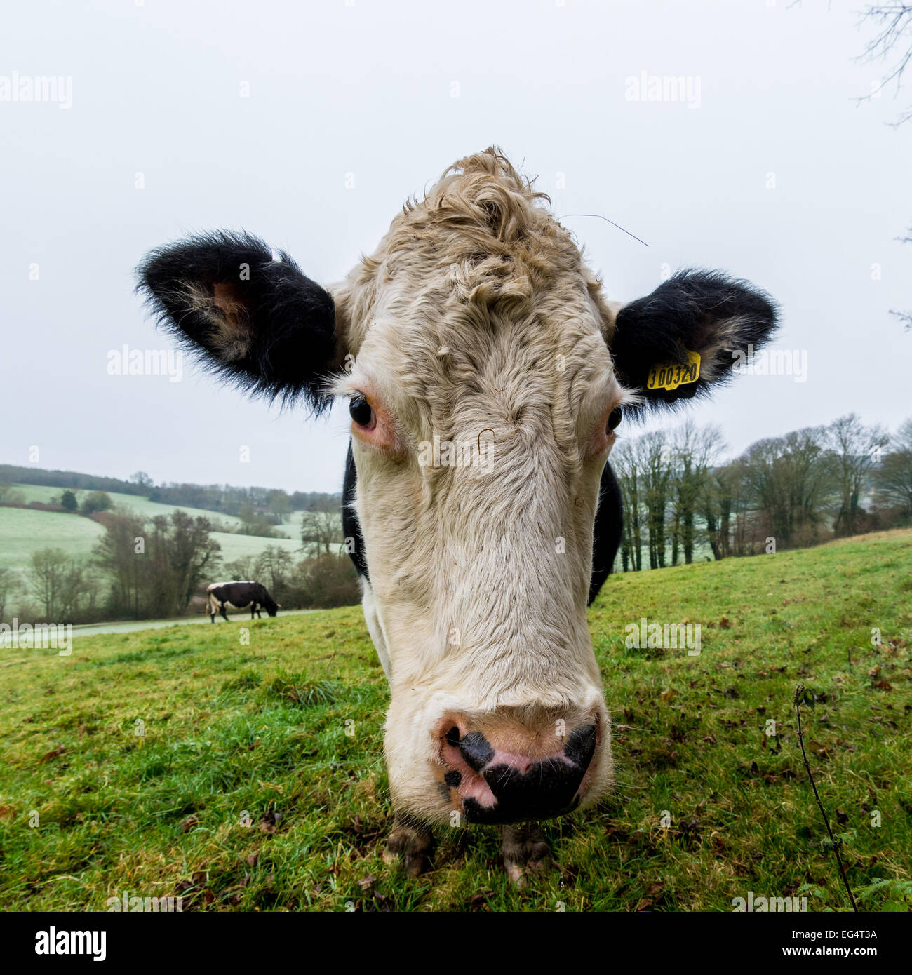 Friesian cow's head without a body Stock Photo - Alamy
