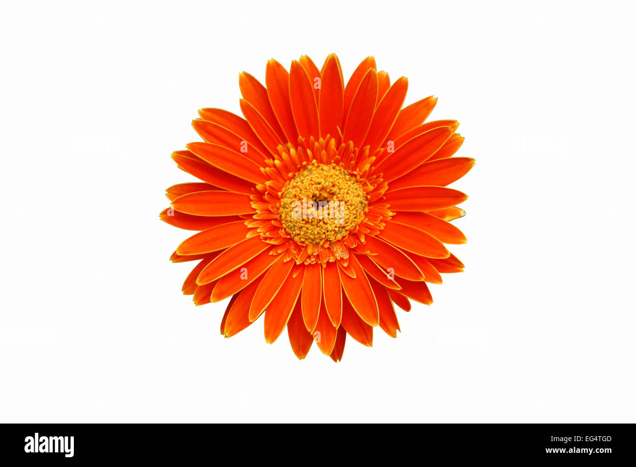 Orange Gerbera Flower Stock Photo - Alamy