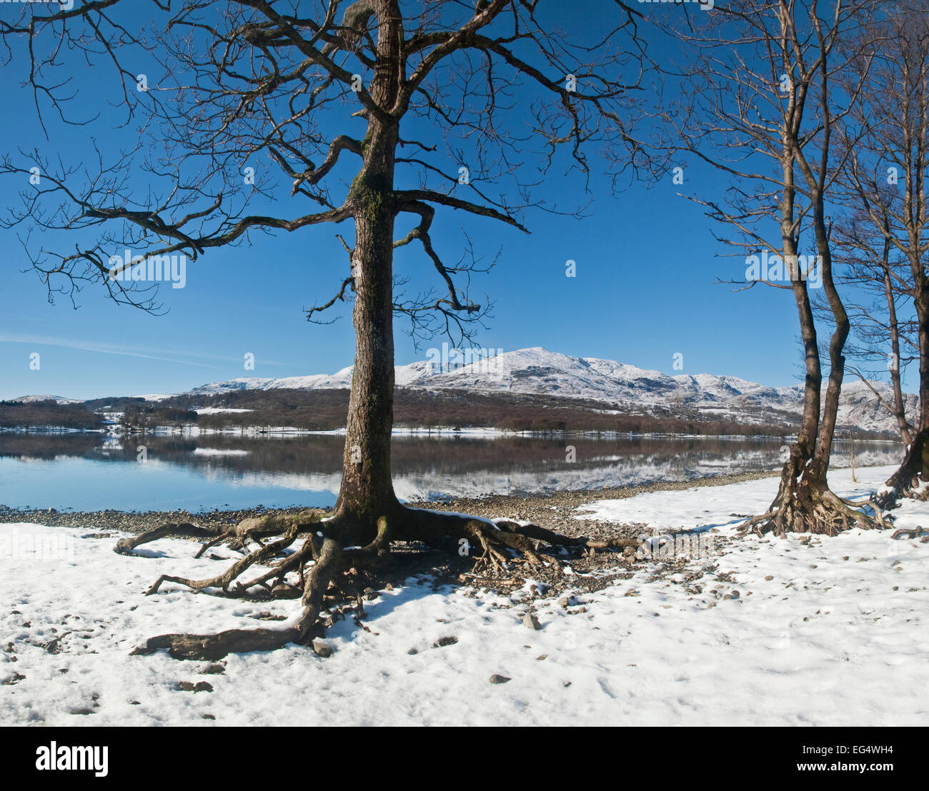 Trees line the shore of Coniston Water overlooking a snow capped ...