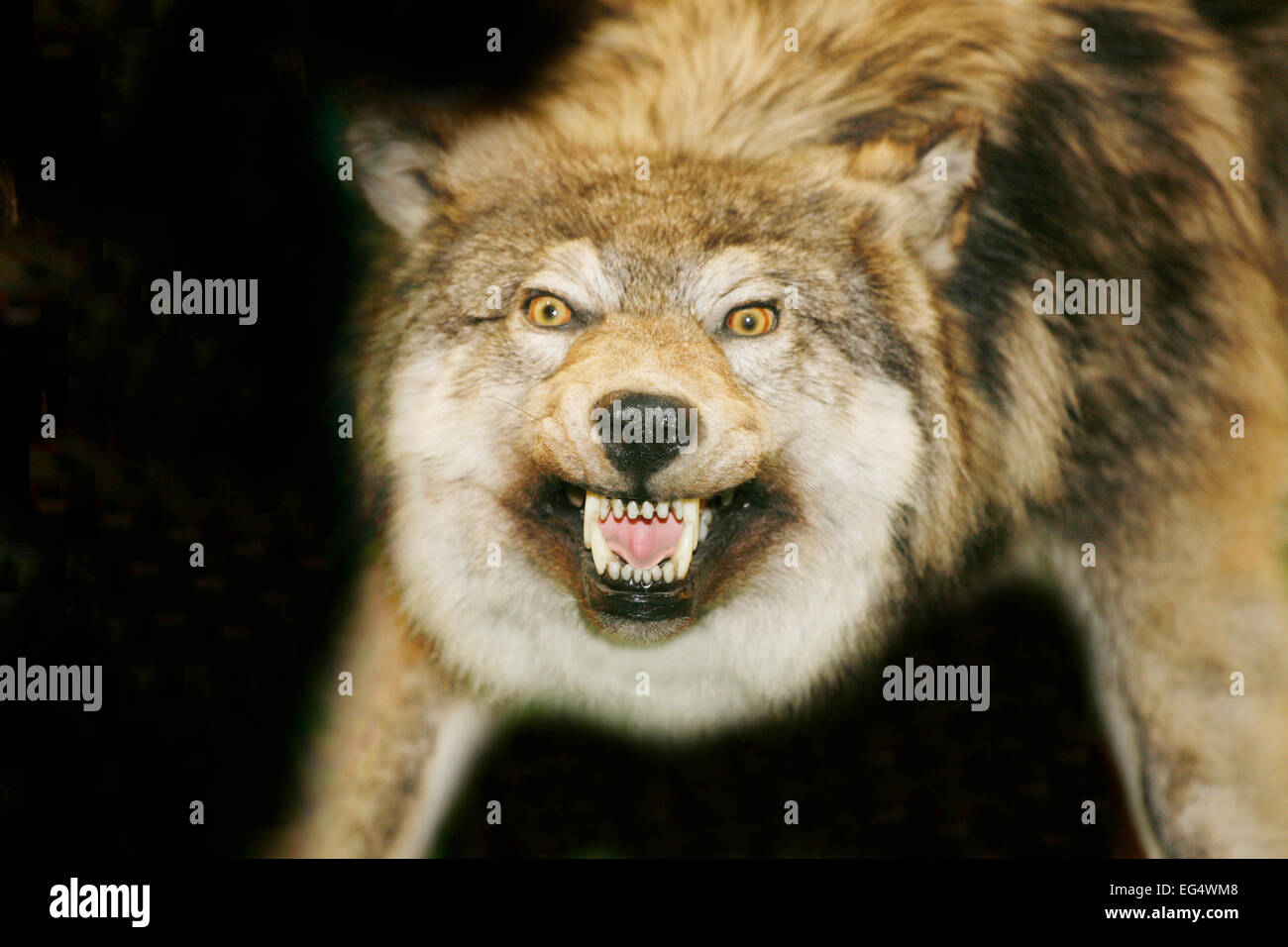 Portrait of stuffed wolf as a background Stock Photo - Alamy