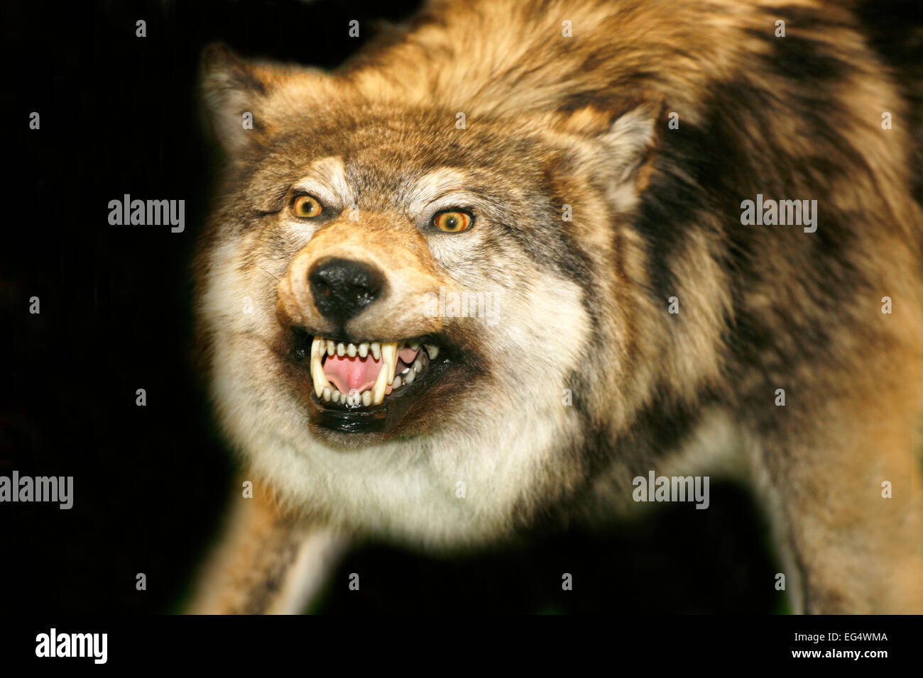 Portrait of stuffed wolf as a background Stock Photo - Alamy