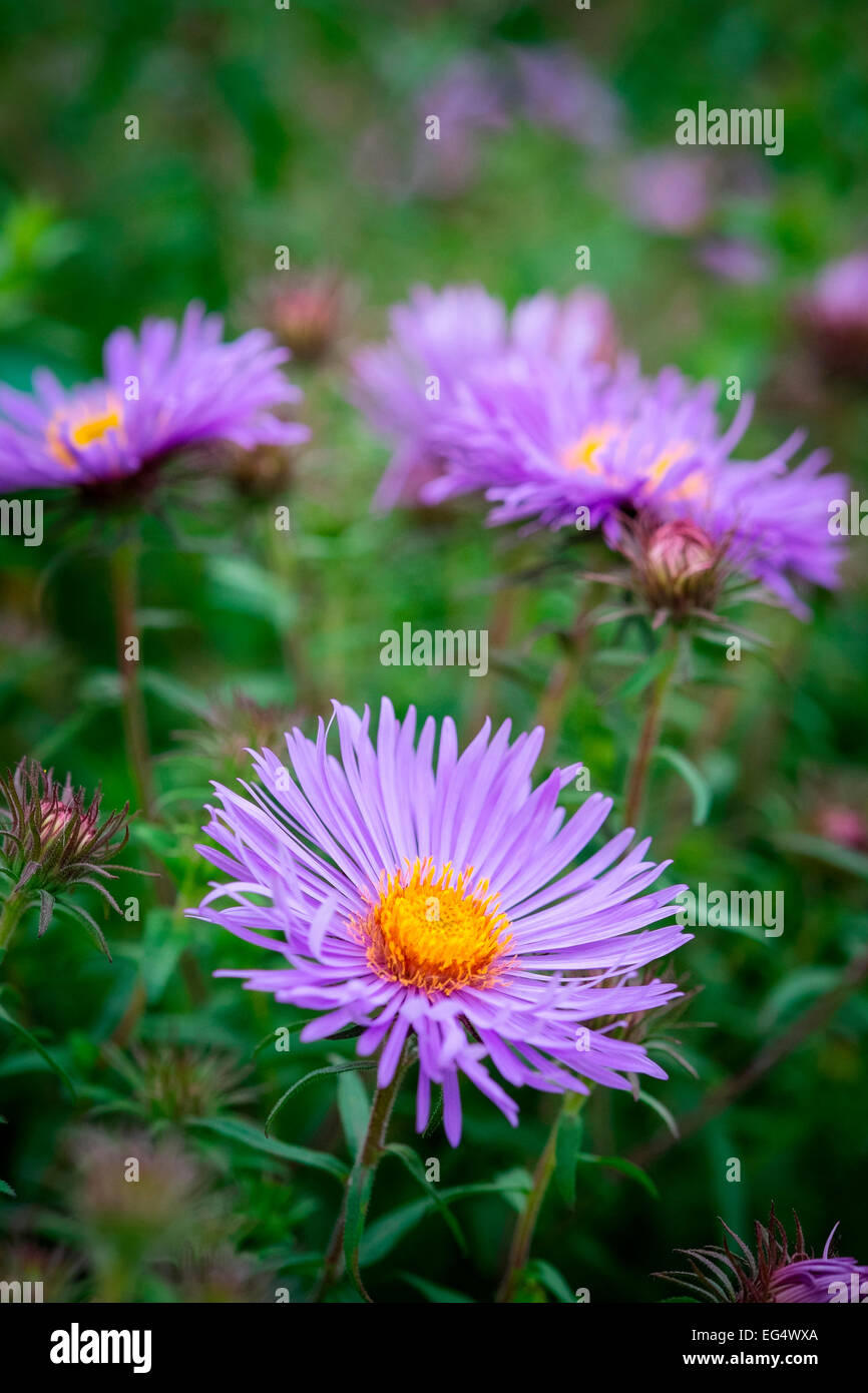 Purple aster flowers in garden Stock Photo - Alamy