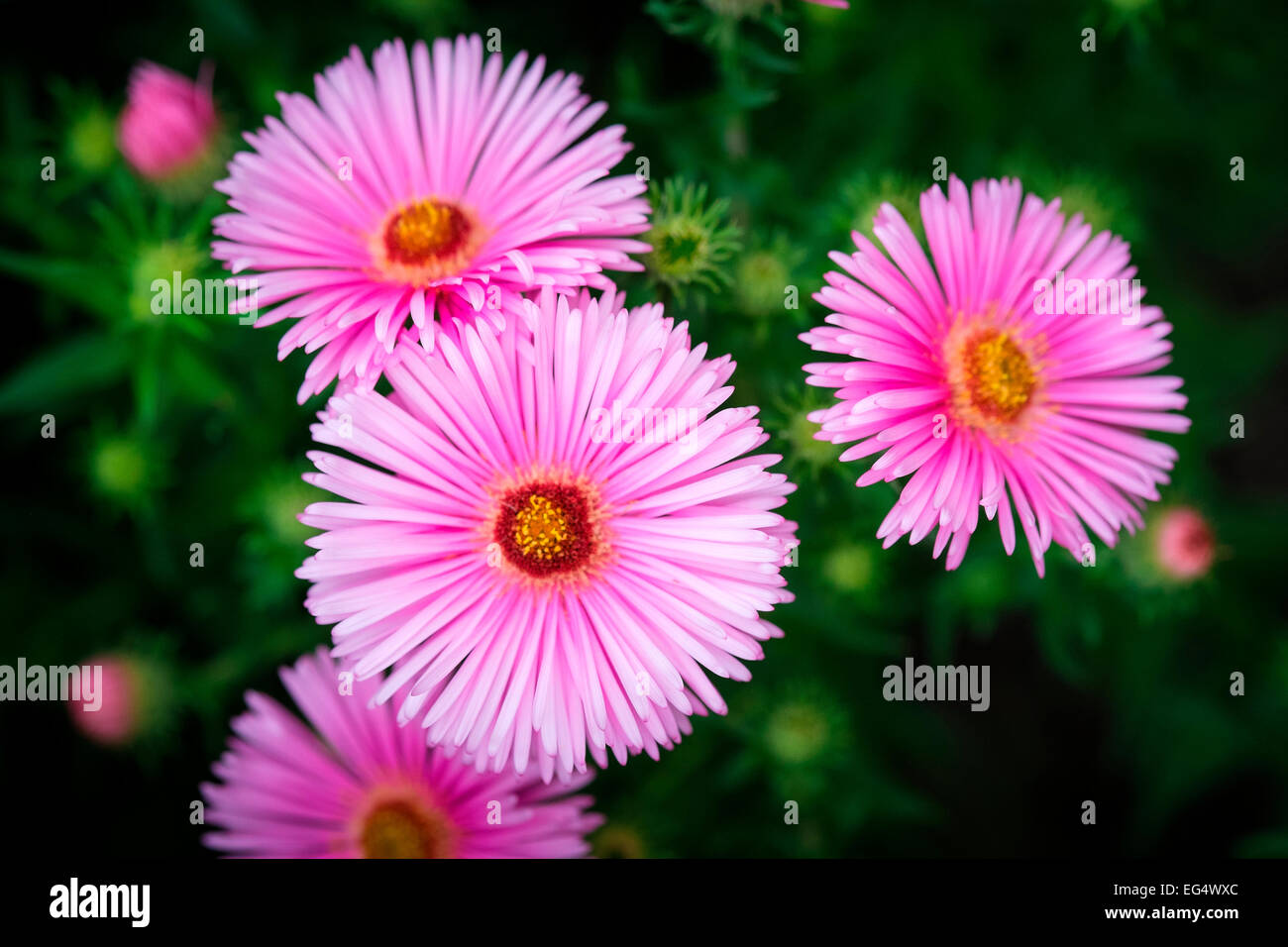 Close up of pink aster flowers in garden Stock Photo - Alamy
