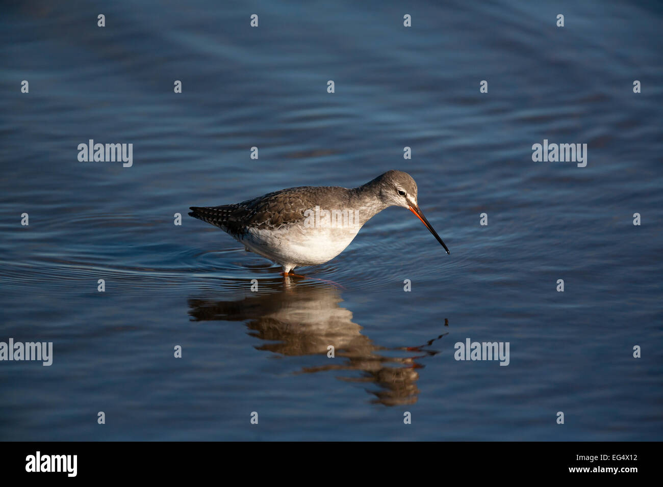 Spotted redshank (Tringa erythropus) feeding in a salt lagoon; Norfolk ...