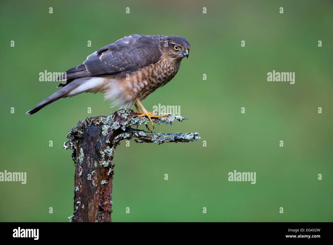 Sparrowhawk hi-res stock photography and images - Alamy