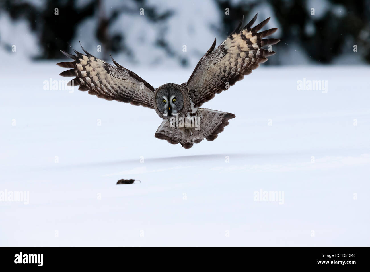 Great grey owl (Strix nebulosa) flies over snow to catch a vole ...