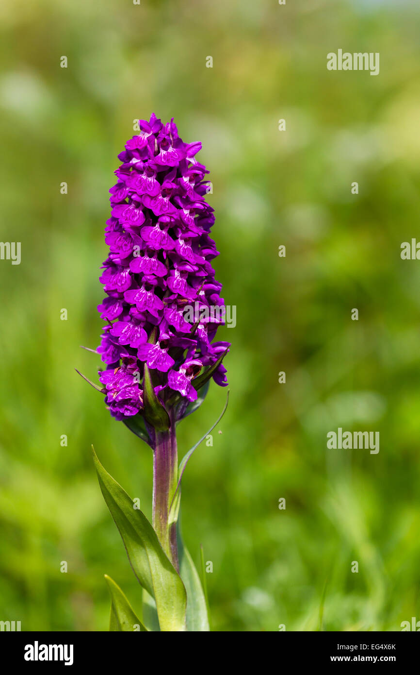 Northern marsh orchid (Dactylorhiza purpurella); Orkney Scotland UK ...