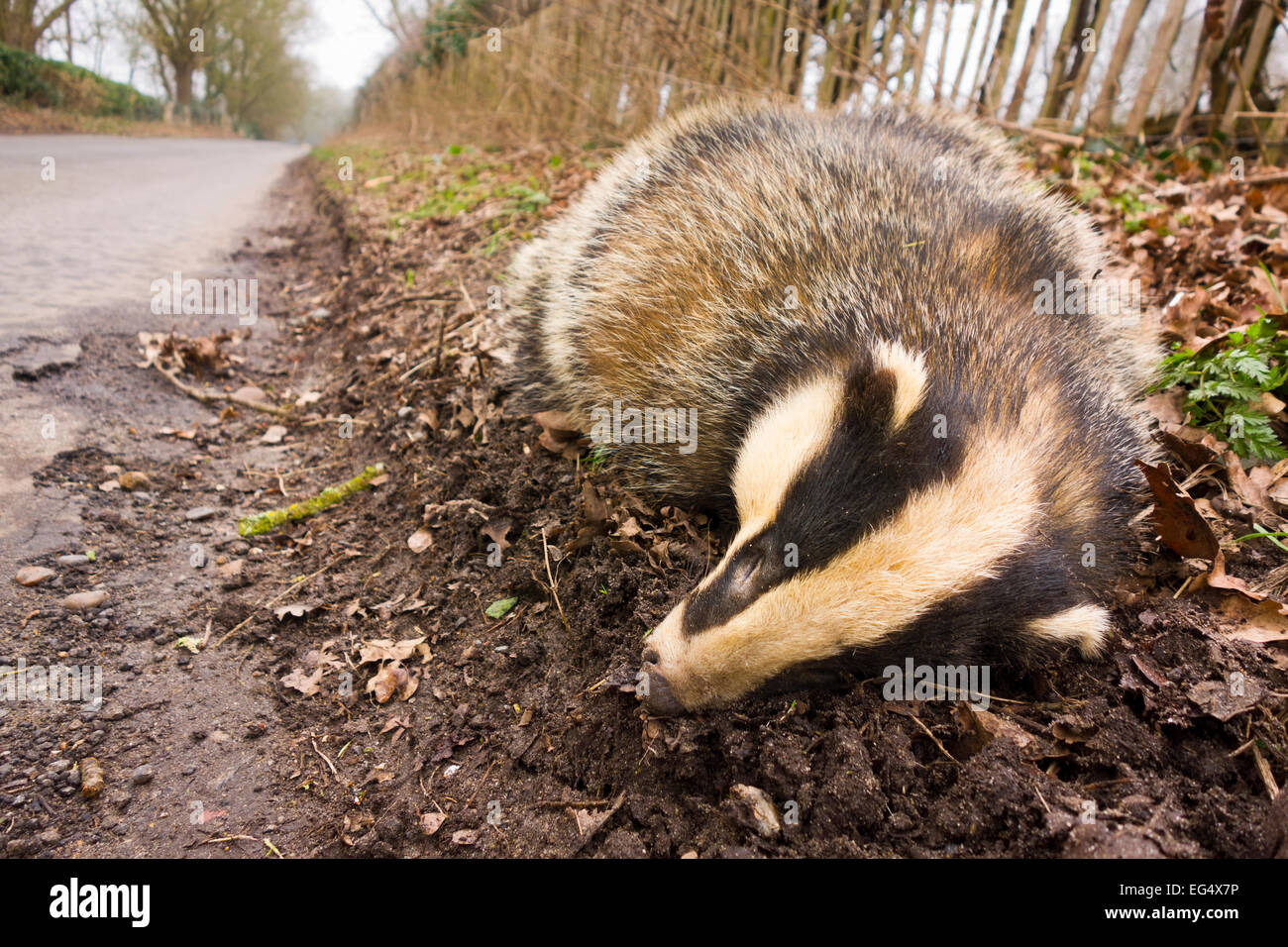 Dead badger hi-res stock photography and images - Alamy