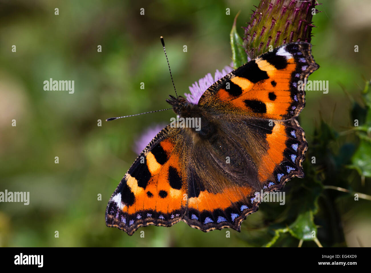Hibernating butterfly hi-res stock photography and images - Alamy