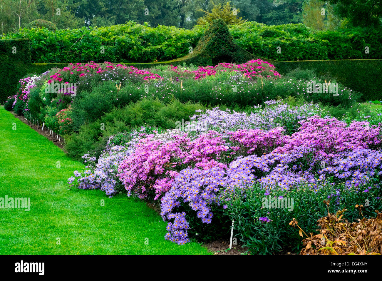 Border Asters Stock Photos & Border Asters Stock Images - Alamy