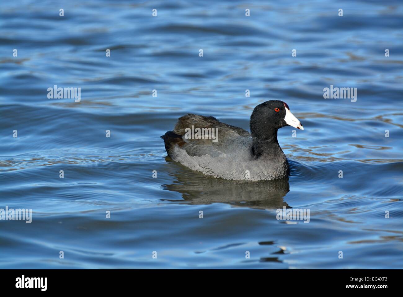 Coot head and neck hi-res stock photography and images - Alamy