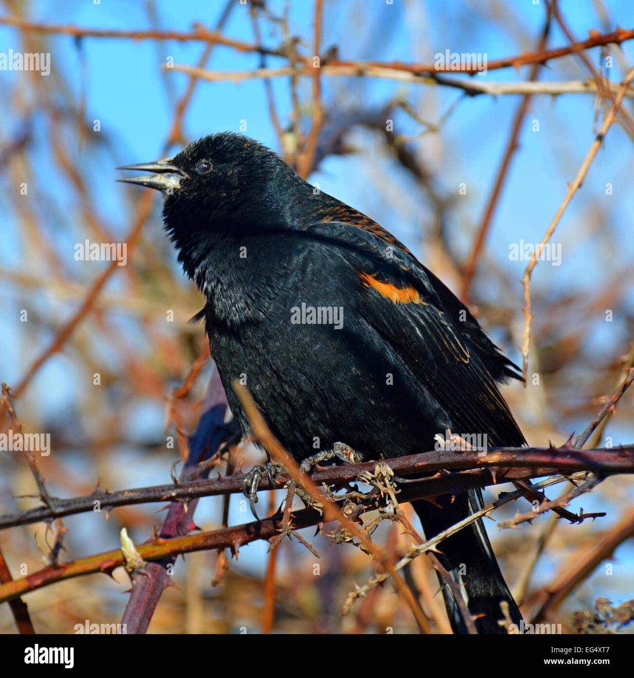 Red-winged Black Bird Stock Photo - Alamy
