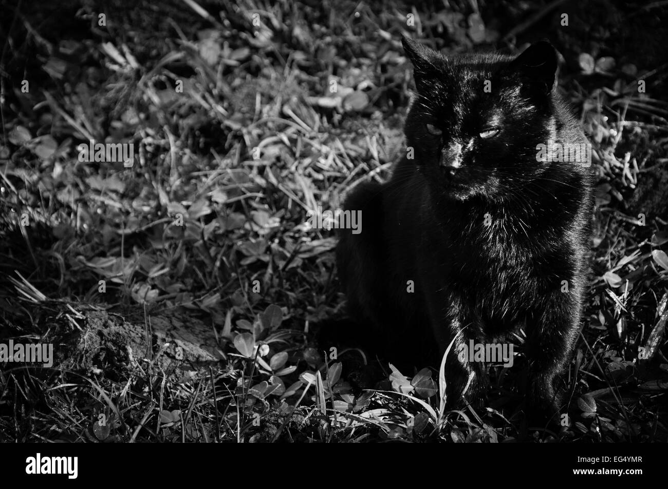 cat, feline, black, guardian, look, nature, animal, environment, care ...
