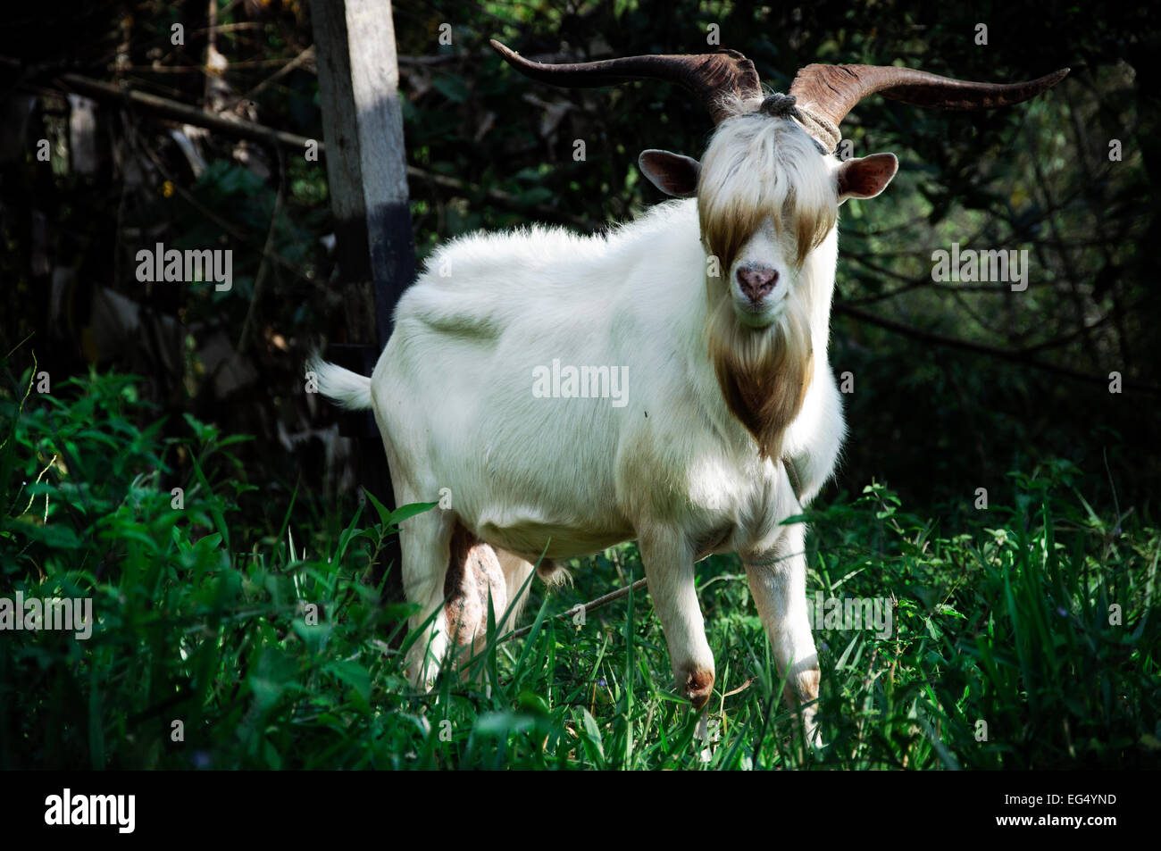 animal,goat, male, nature, green, chub, mammal, earth, environment ...