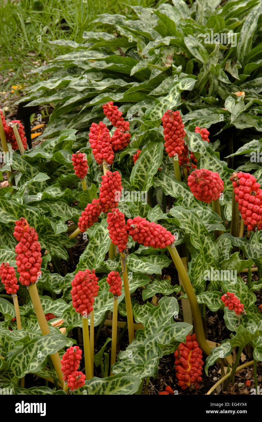 Arum araceae leaves hi-res stock photography and images - Alamy