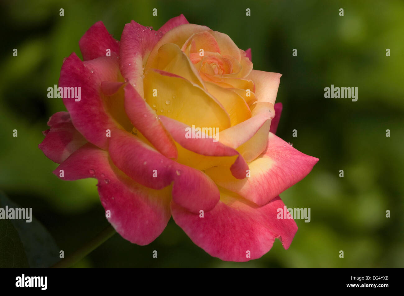 Peace tea rose hi-res stock photography and images - Alamy