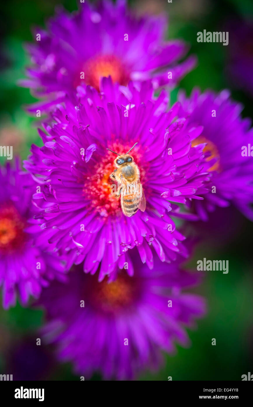 Daisy flower bee hi-res stock photography and images - Alamy
