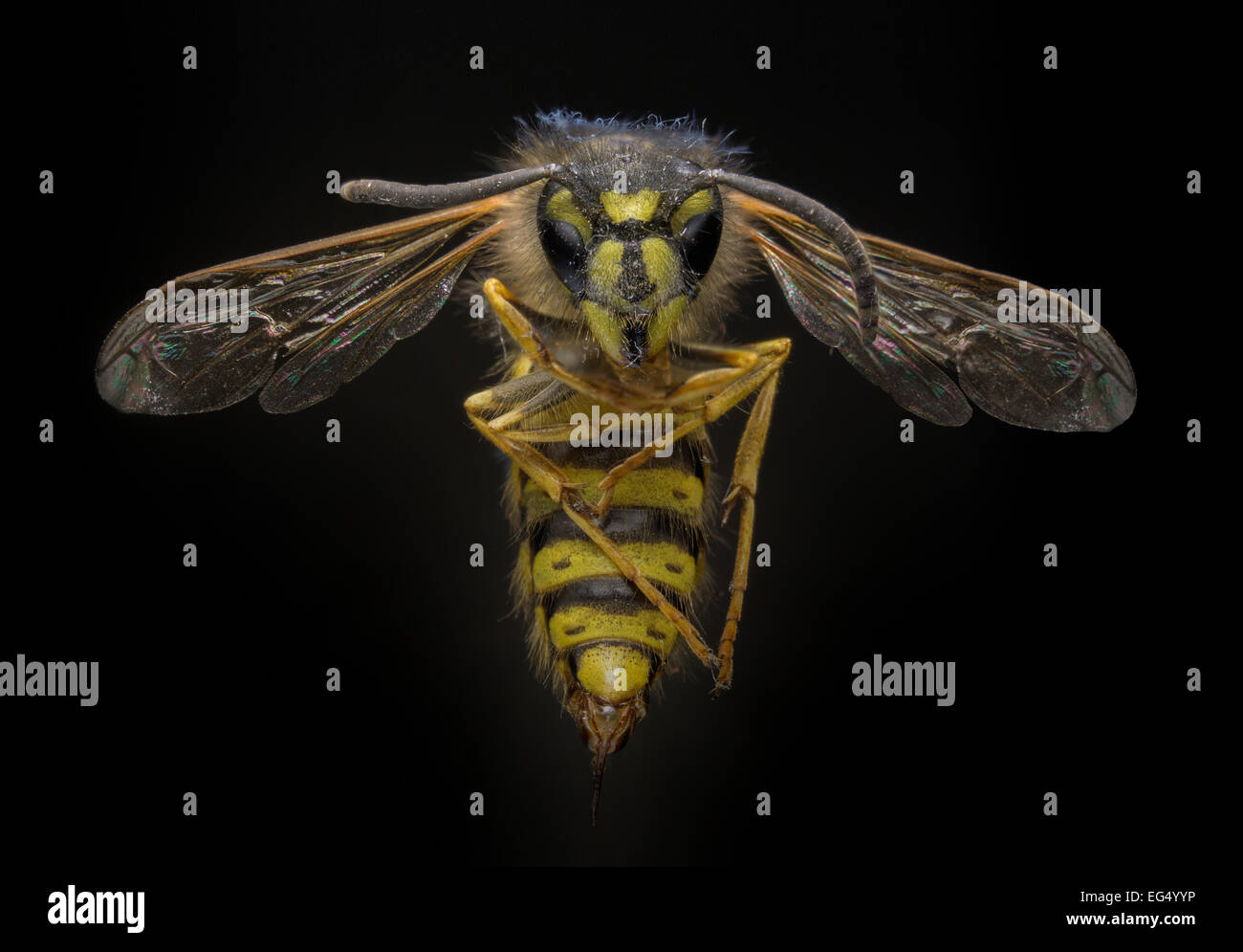 Wasp Close Up Stock Photo - Alamy