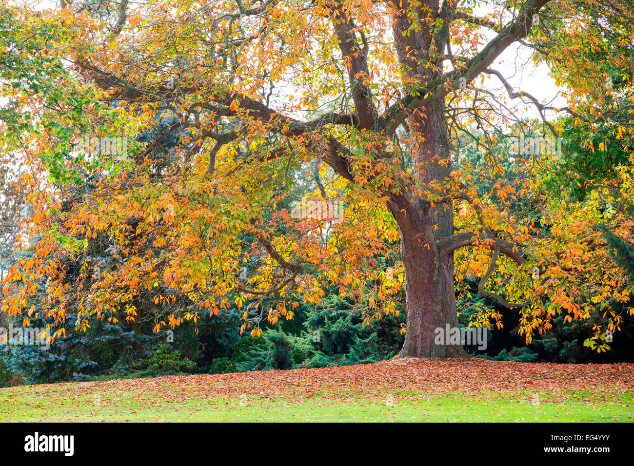 Beech tree in autumn Stock Photo - Alamy