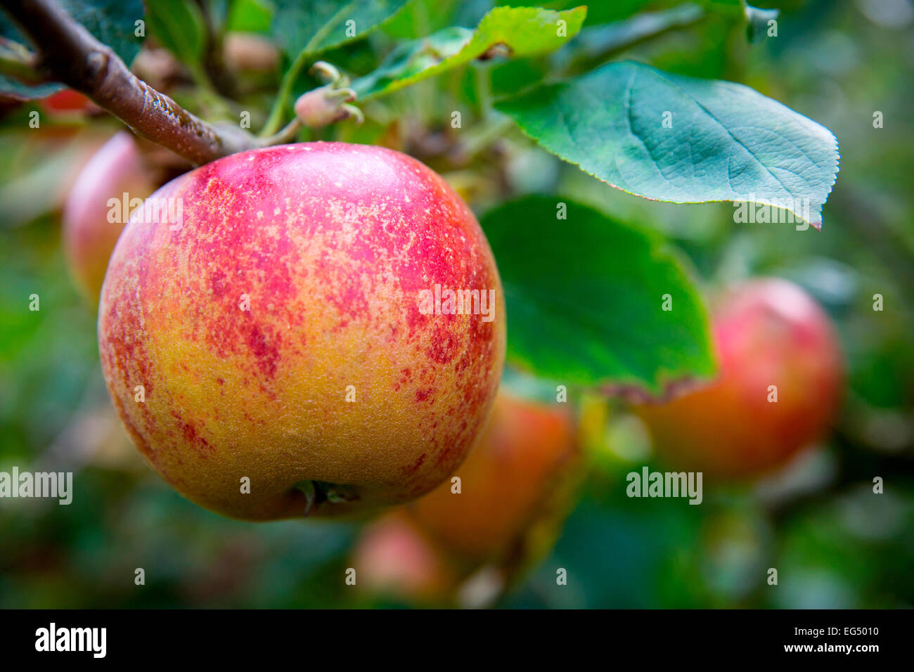 Close up of ripe red heritage apple on apple tree branch Stock Photo ...