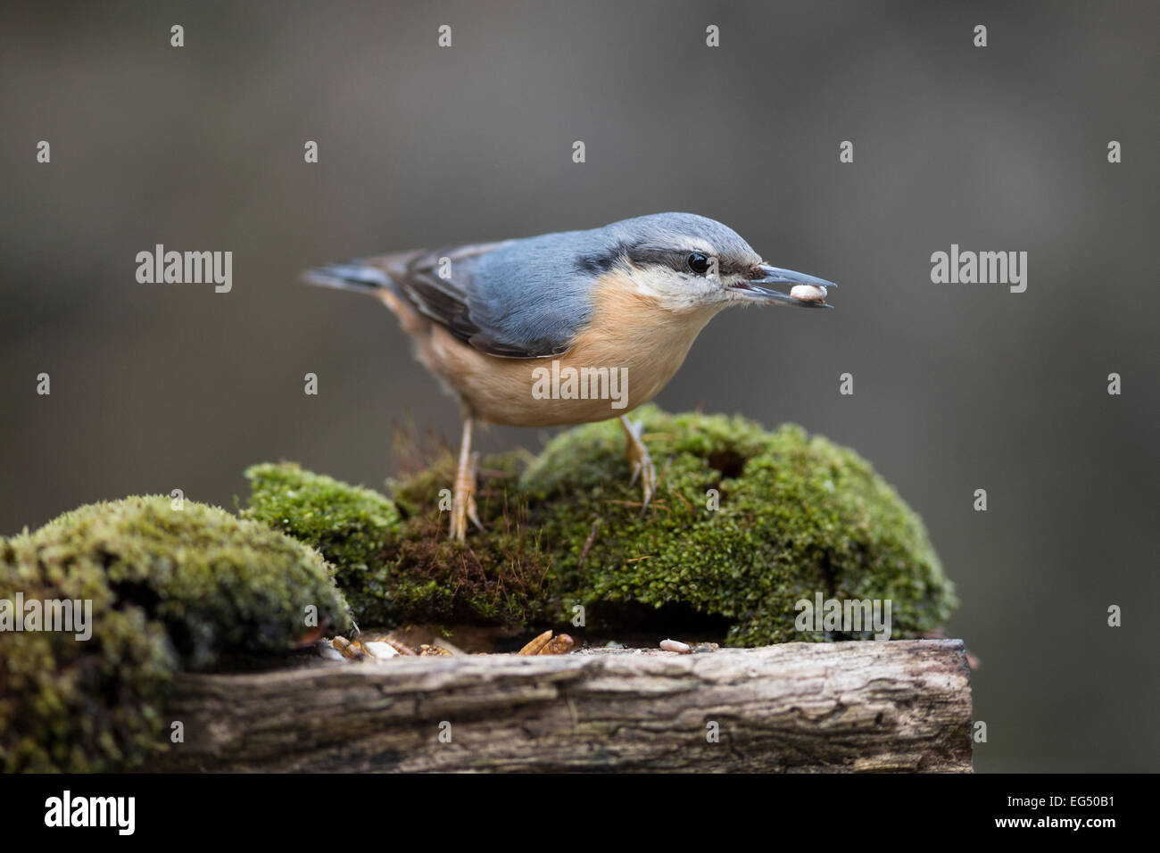 nuthatch feeding on moss covered log Stock Photo - Alamy