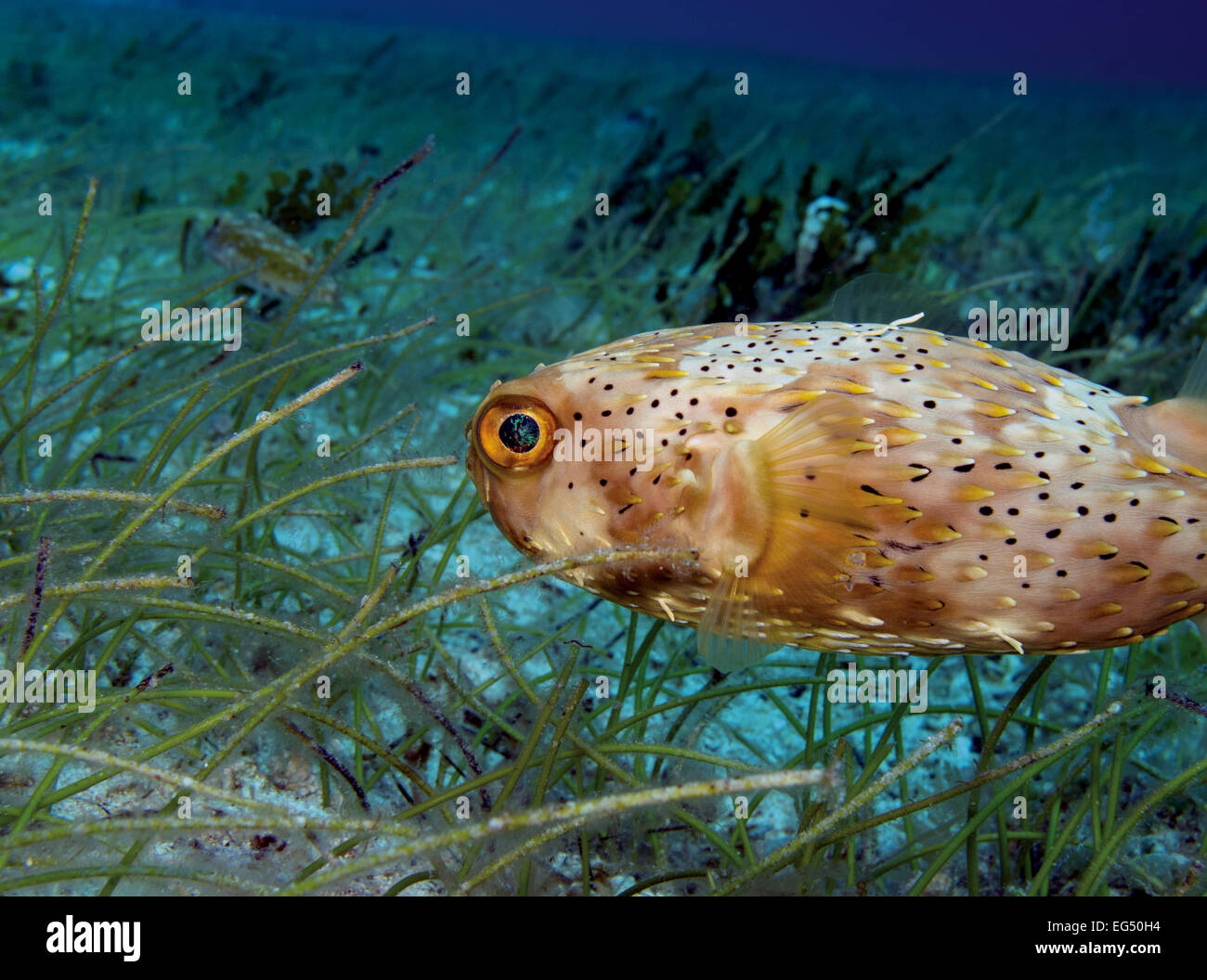 Sea puffer hi-res stock photography and images - Alamy